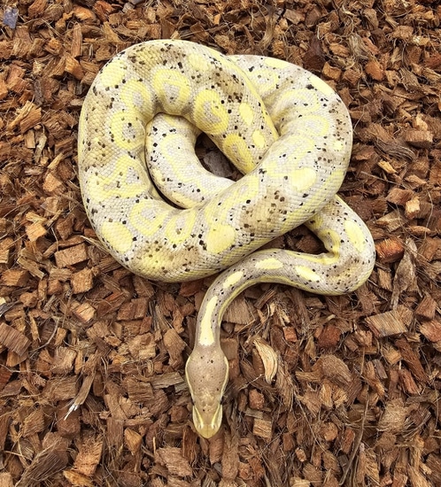 Banana Cinnamon Ball Python by New Vision Constriction