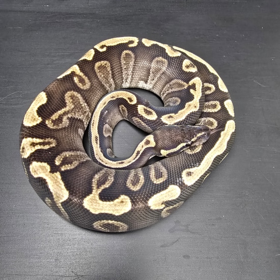 GHI Mojave Ball Python by New Vision Constriction