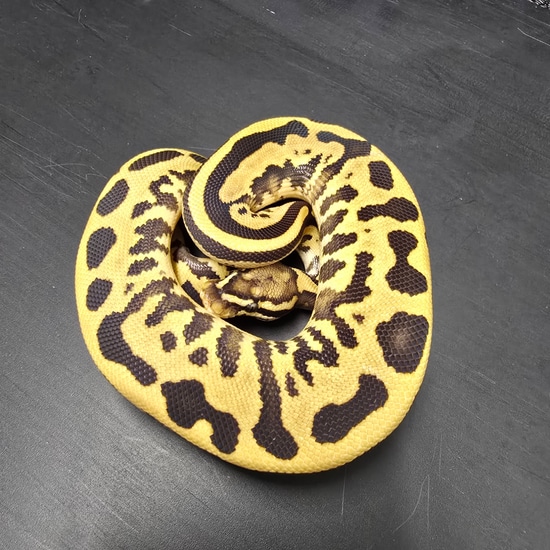 Leopard Fire Het Pied 50% Het Clown Ball Python by New Vision Constriction