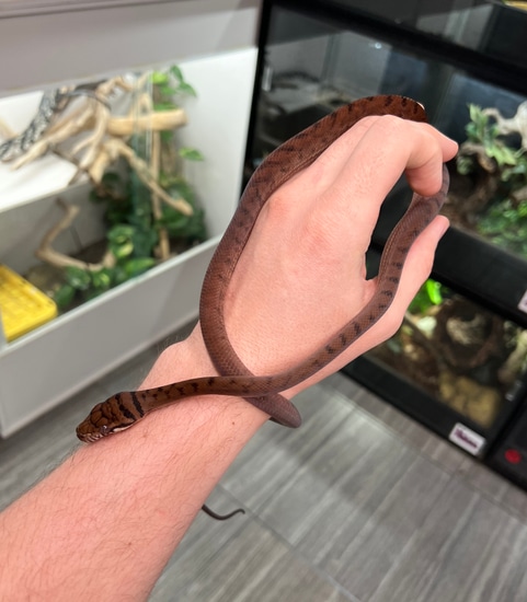 ‘24 USCBB Barneck Scrub Python by Kush Reptile