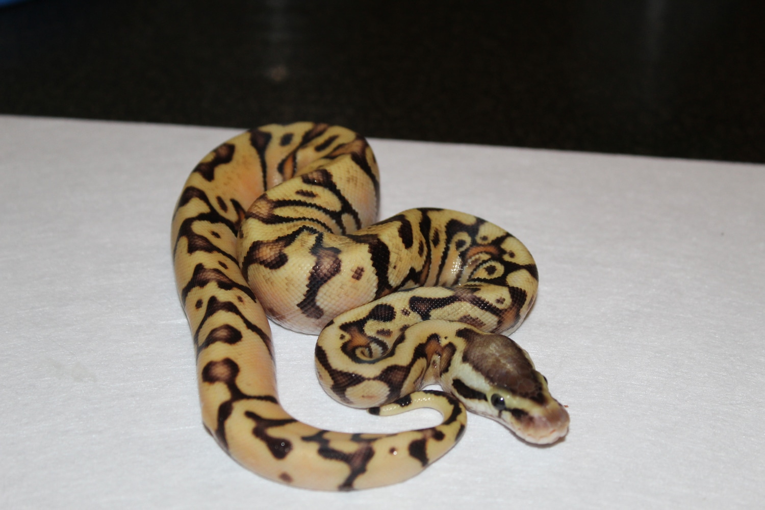 Hidden Gene Woma Pastel Spark/YB Poss Enchi Het Albino Ball Python by ...