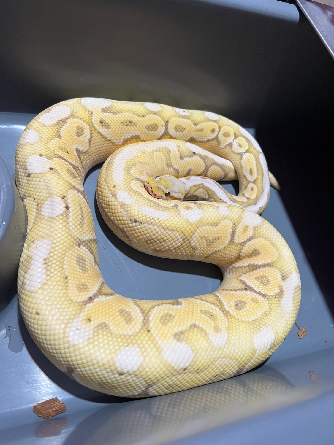 Banana Cinnamon Pastel Fire Het Clown Ball Python by Stevens ...
