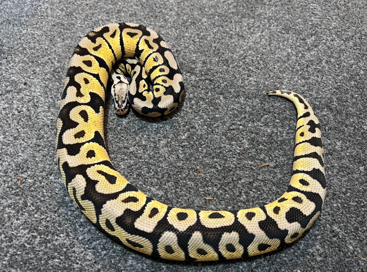 Pastel Spotnose 100 Het Clown Ball Python by Stevens constrictors ...