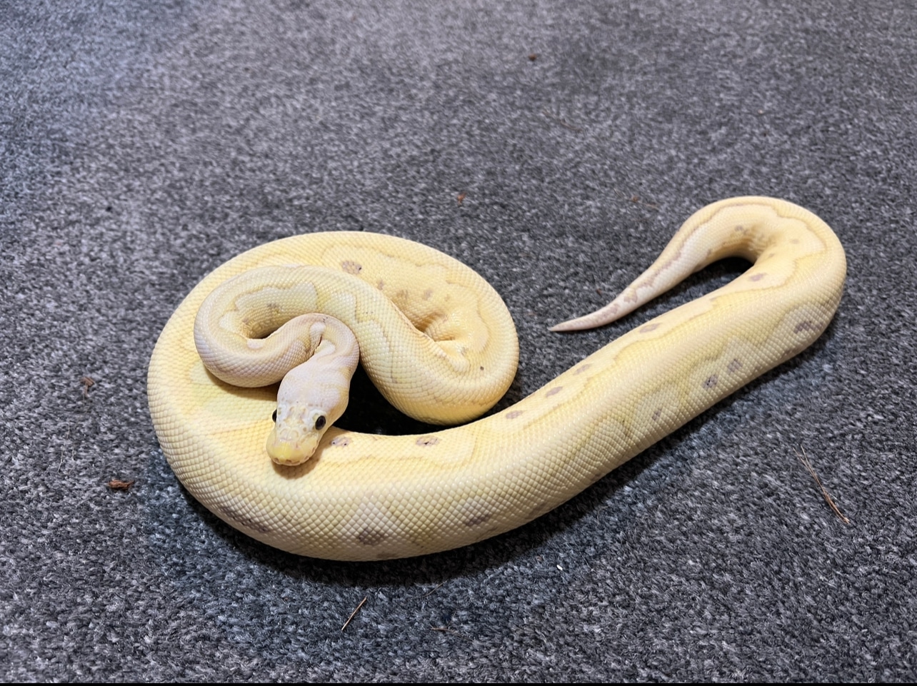 Banana Fire Cinnamon Pastel Clown Ball Python by Stevens constrictors ...