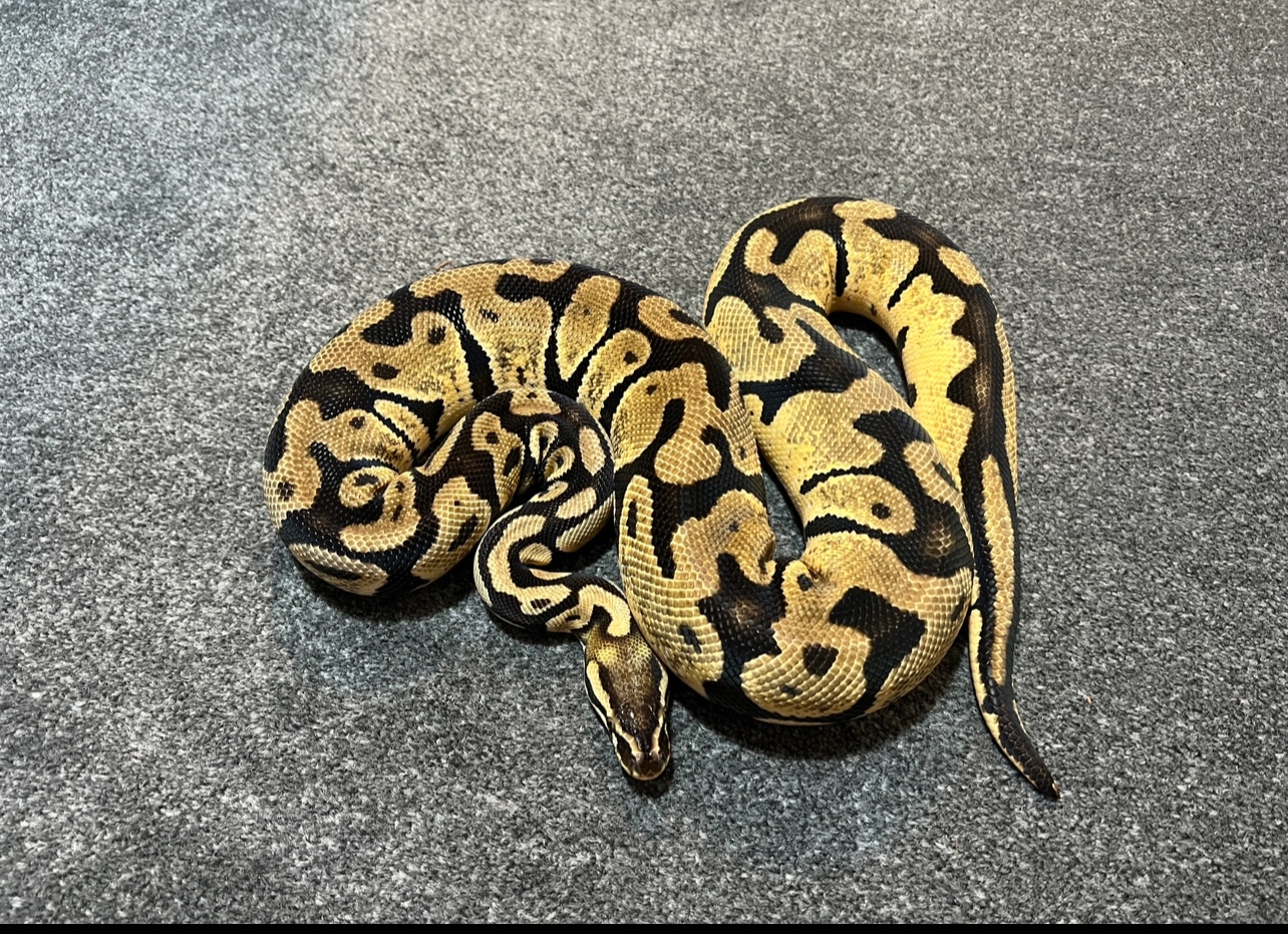 Pastel Orange Dream Ball Python by Stevens constrictors - MorphMarket