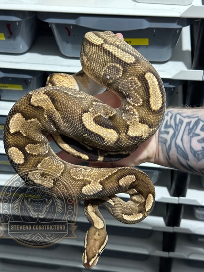 Calico Fire Het Clown Male Ball Python by Stevens constrictors