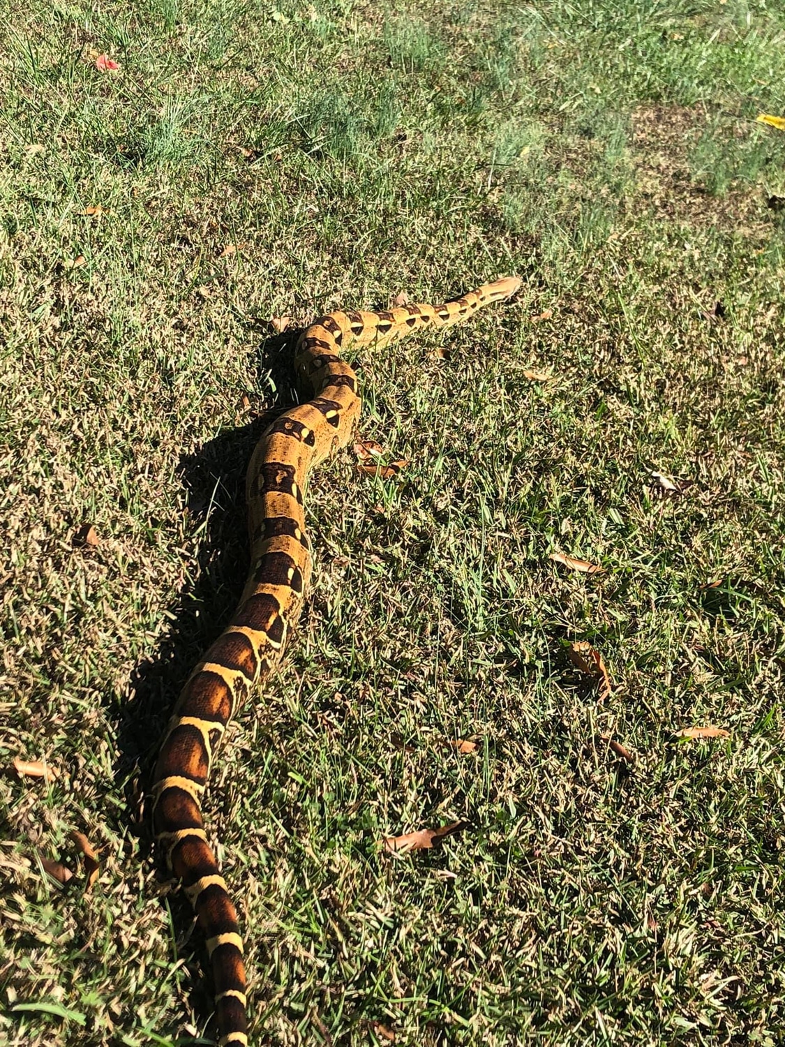 7ft Female Boa Constrictor by Scuba Steve’s Exotics - MorphMarket