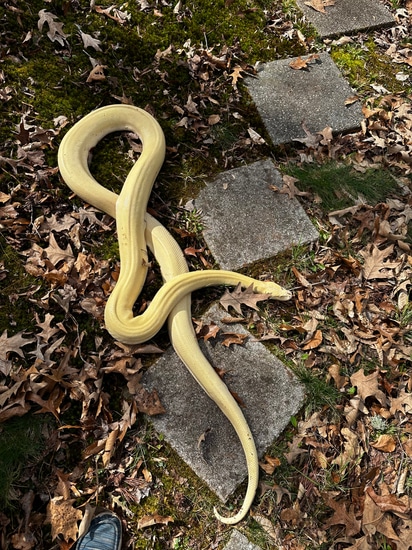 Ivory Burmese Python by Scuba Steve’s Exotics