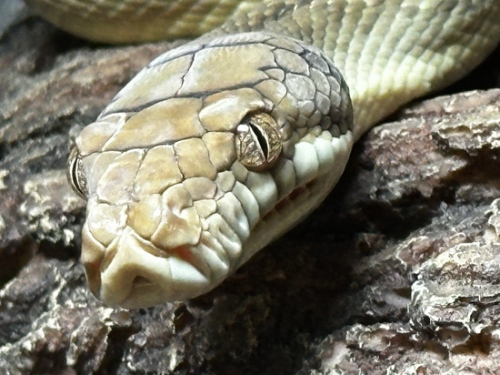 Merauke Scrub Scrub Python by Scuba Steve’s Exotics