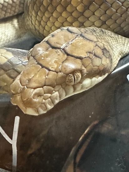 Merauke LTC Scrub Python by Scuba Steve’s Exotics