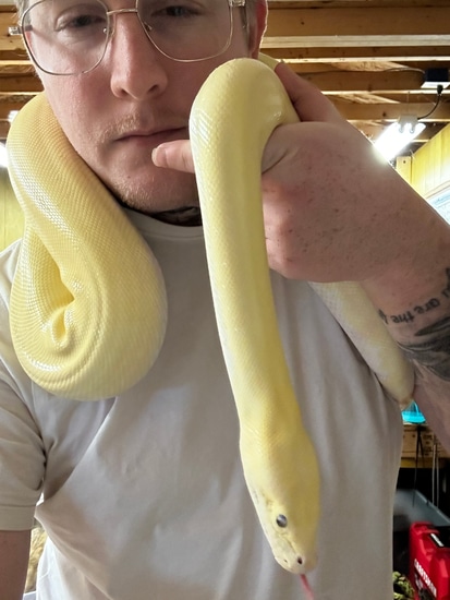 Female Ivory Burmese Python by Scuba Steve’s Exotics