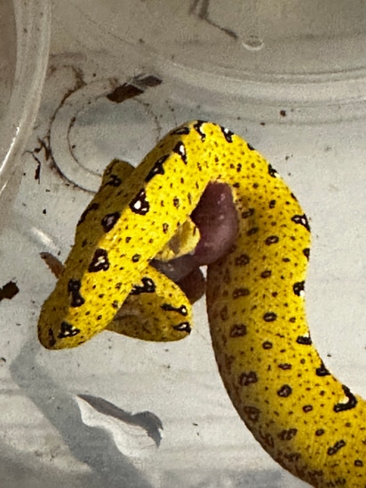 Female Green Tree Python by Scuba Steve’s Exotics