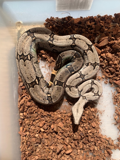 Bolivian Short Tailed Boa Amarali Short-Tailed Boa Constrictor by Blue ...