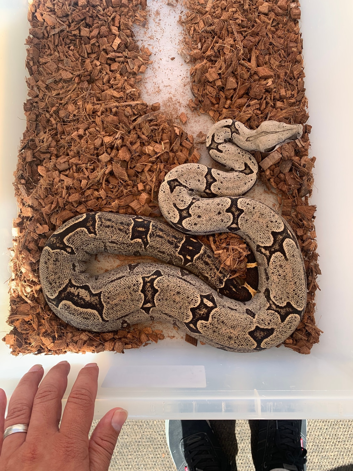 1.1 PAIR Amarali Short Tailed Boa Produced By Vin Russo Short-Tailed ...