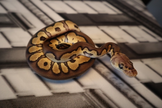 Pastel Chocolate Clown Ball Python by Blue Chip Constrictors