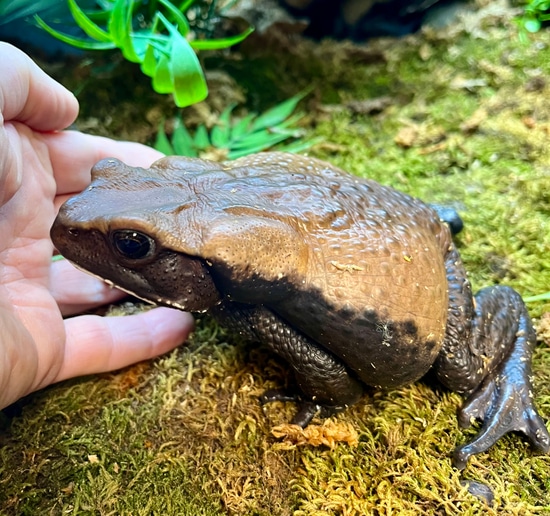 Blomberg’s Giant Toad by Conservation Herpetofauna