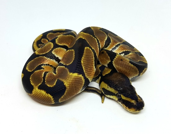Orange Dream Ball Python by Steve's Morphs