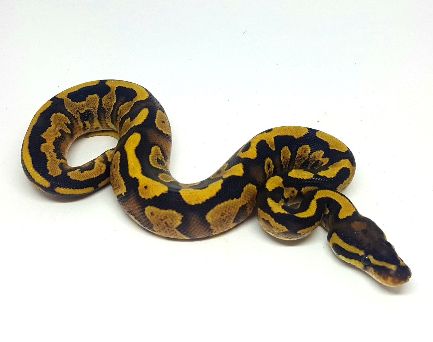 Fire Yellowbelly Ball Python by Steve's Morphs - MorphMarket