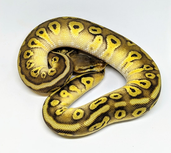 Mojave Inferno Ball Python by Steve's Morphs