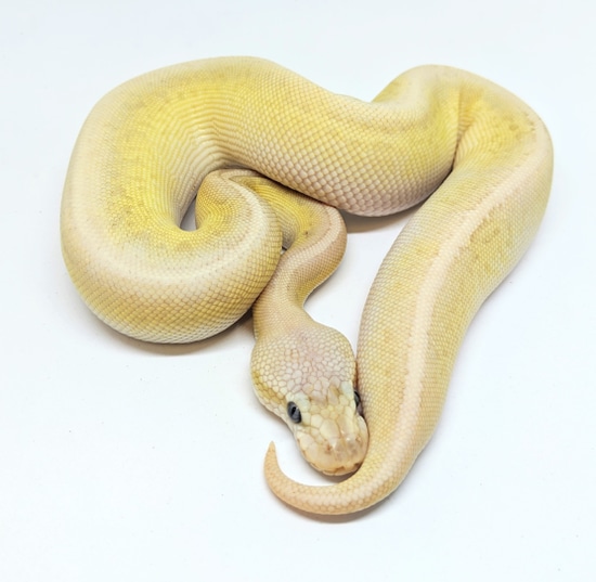 Pastel Enchi Fire Lesser Pinstripe Cinnamon Possible Yellowbelly Ball ...