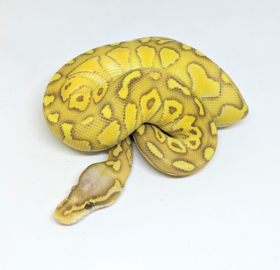 Pastel Lesser Caramel Albino Ball Python by Steve's Morphs