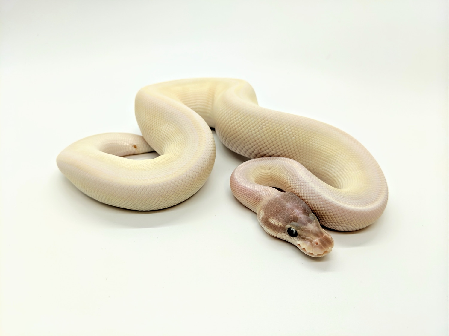 Super Mojave Hypo Ball Python by Steve's Morphs - MorphMarket