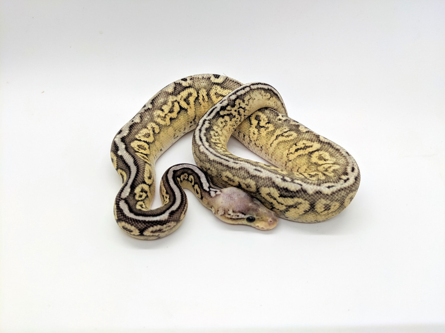 Pewter Spotnose Ball Python by Steve's Morphs - MorphMarket