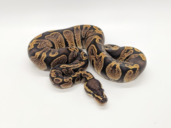 GHI Fire Ball Python by Steve's Morphs