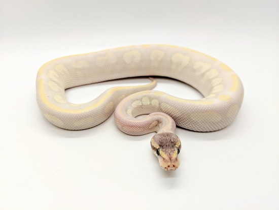 Elixir Mocha Mystic Ball Python by Steve's Morphs