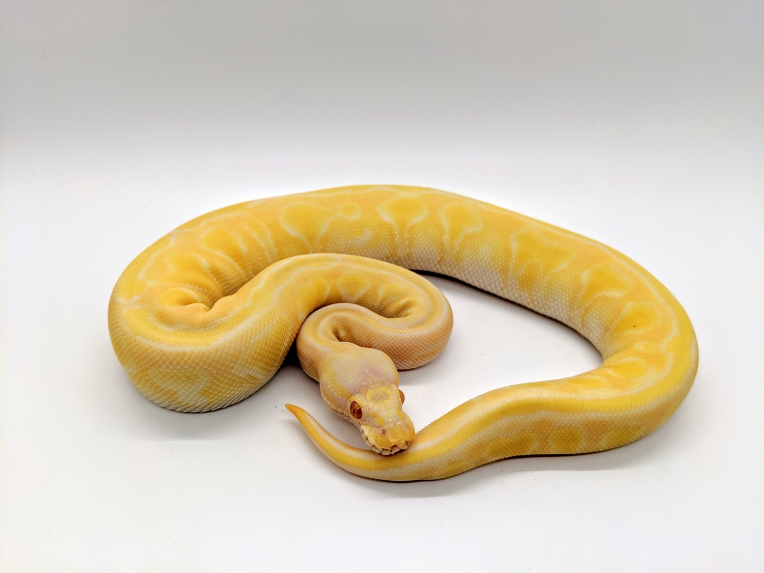 Albino Pastel Butter Ball Python by Steve's Morphs - MorphMarket