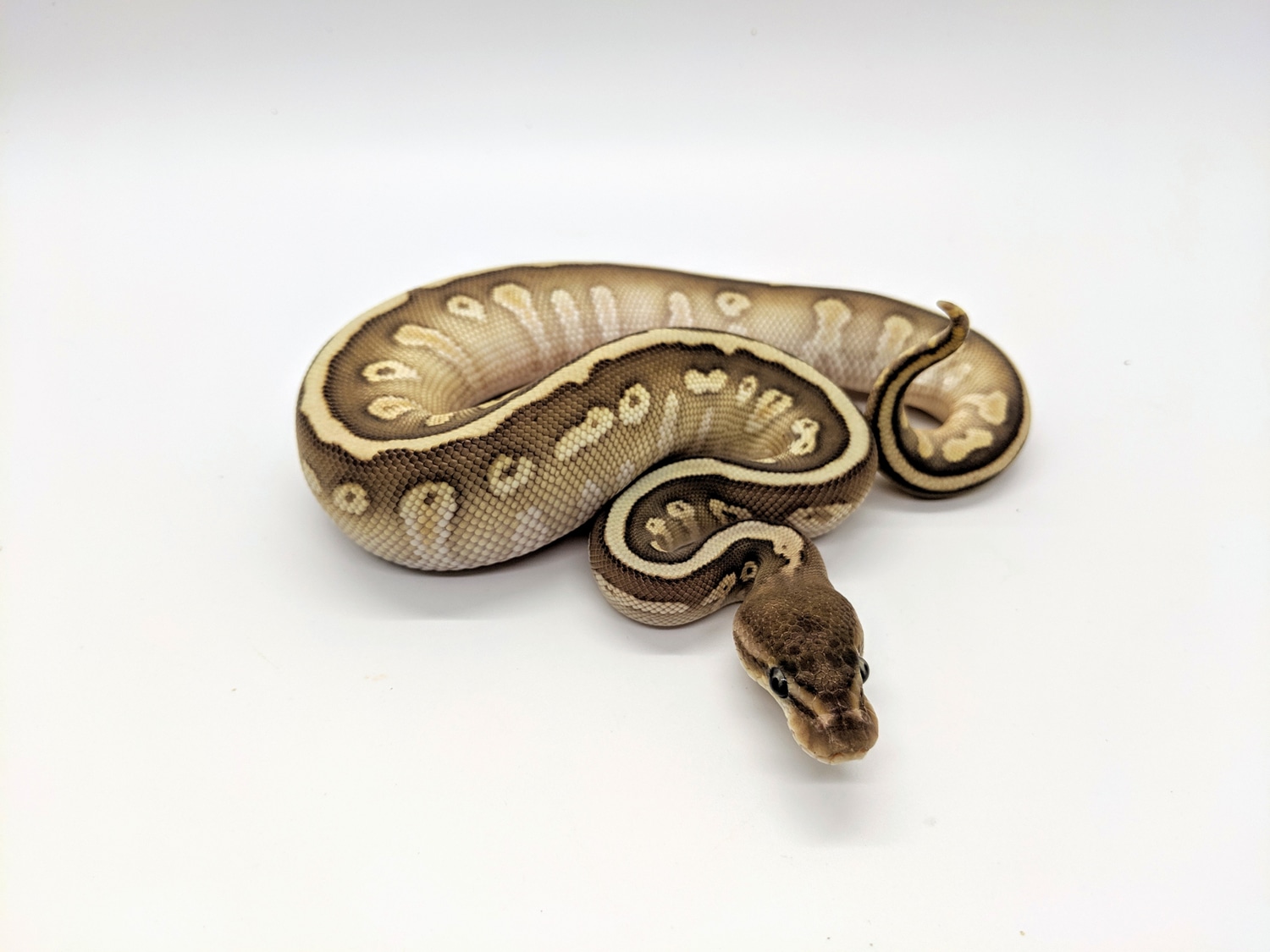 Soul Sucker Ball Python by Steve's Morphs - MorphMarket