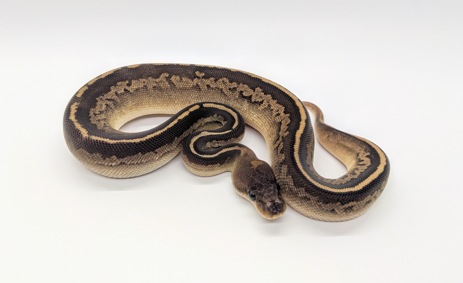 Cinnamon Mahogany 66% Het Pied Ball Python by Steve's Morphs - MorphMarket