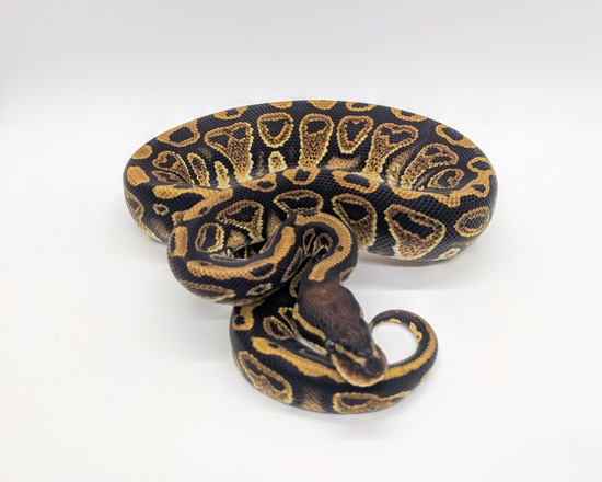 Cypress Trick Ball Python by Steve's Morphs