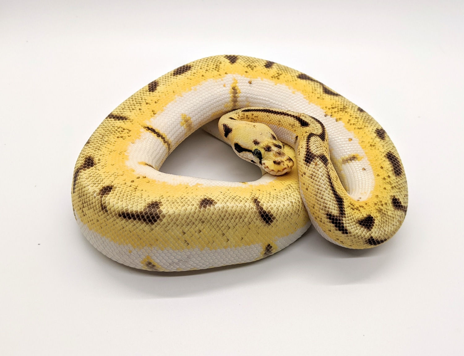 Bumblebee Enchi Fire Yellowbelly Orange Dream Ball Python by Steve's ...