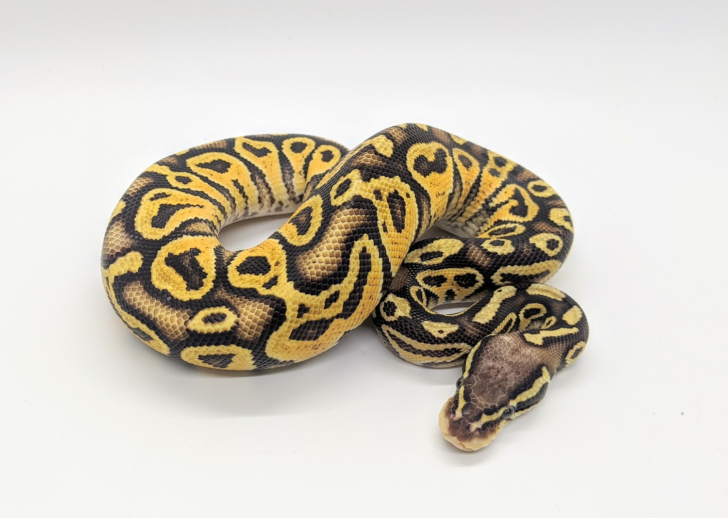 Firefly Trick Ball Python by Steve's Morphs - MorphMarket