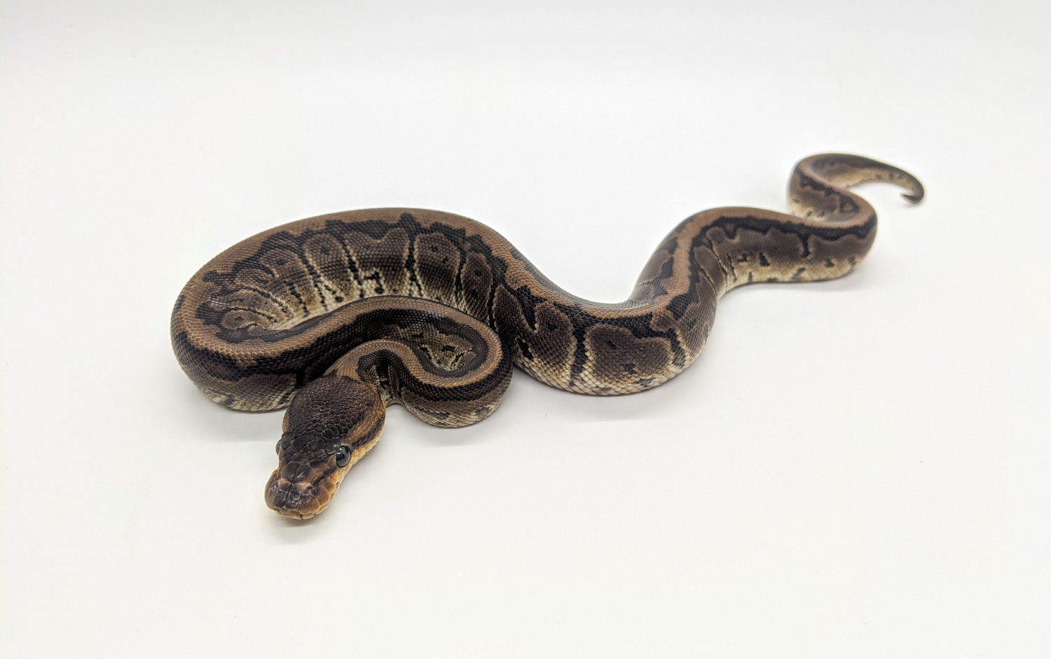 Chocolate Pinstripe Ball Python by Steve's Morphs - MorphMarket
