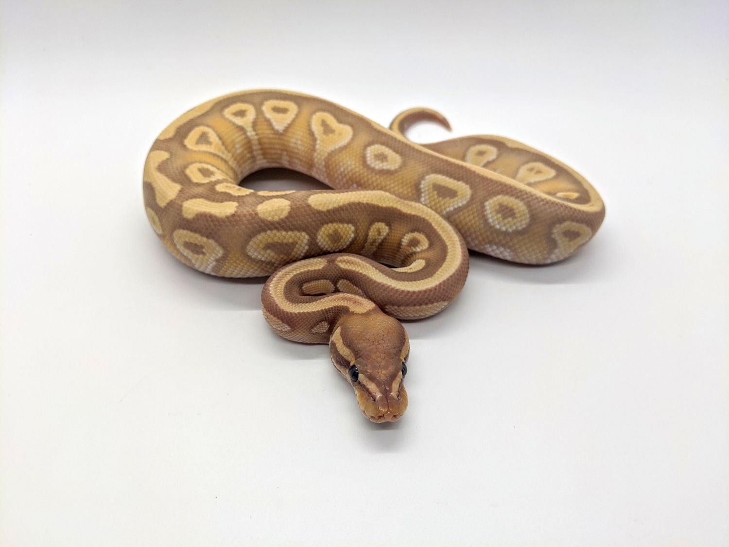 Banana Mojave Congo Ball Python by Steve's Morphs - MorphMarket