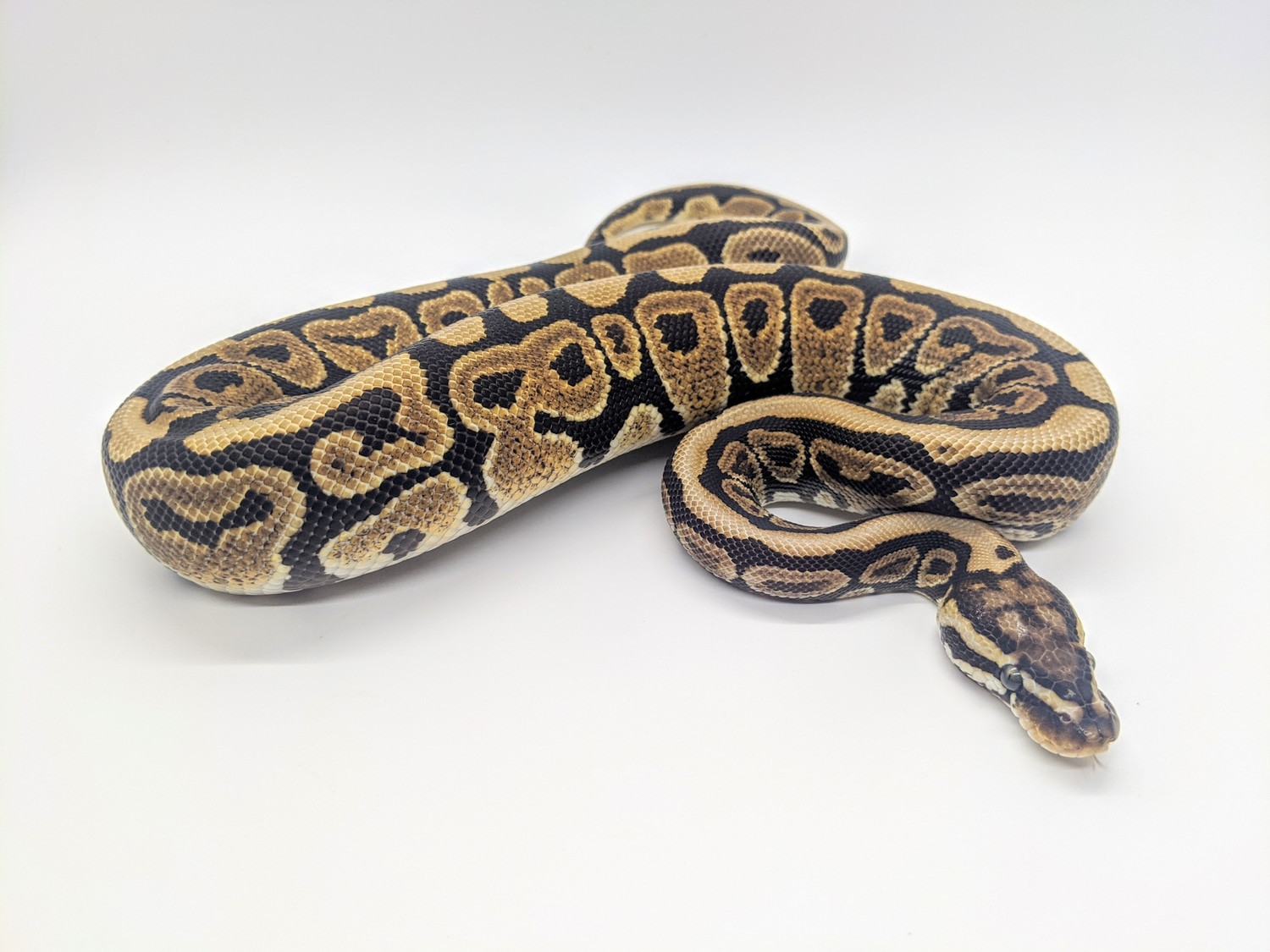 Spotnose Het Puzzle Ball Python by Steve's Morphs - MorphMarket