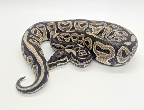 Lori Ball Python by Steve's Morphs