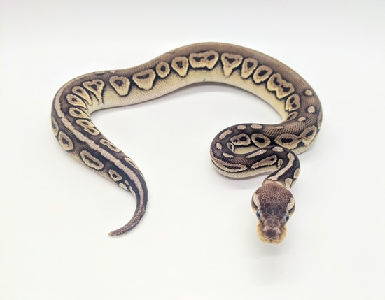 Pewter Het Ultramel Ball Python by Steve's Morphs