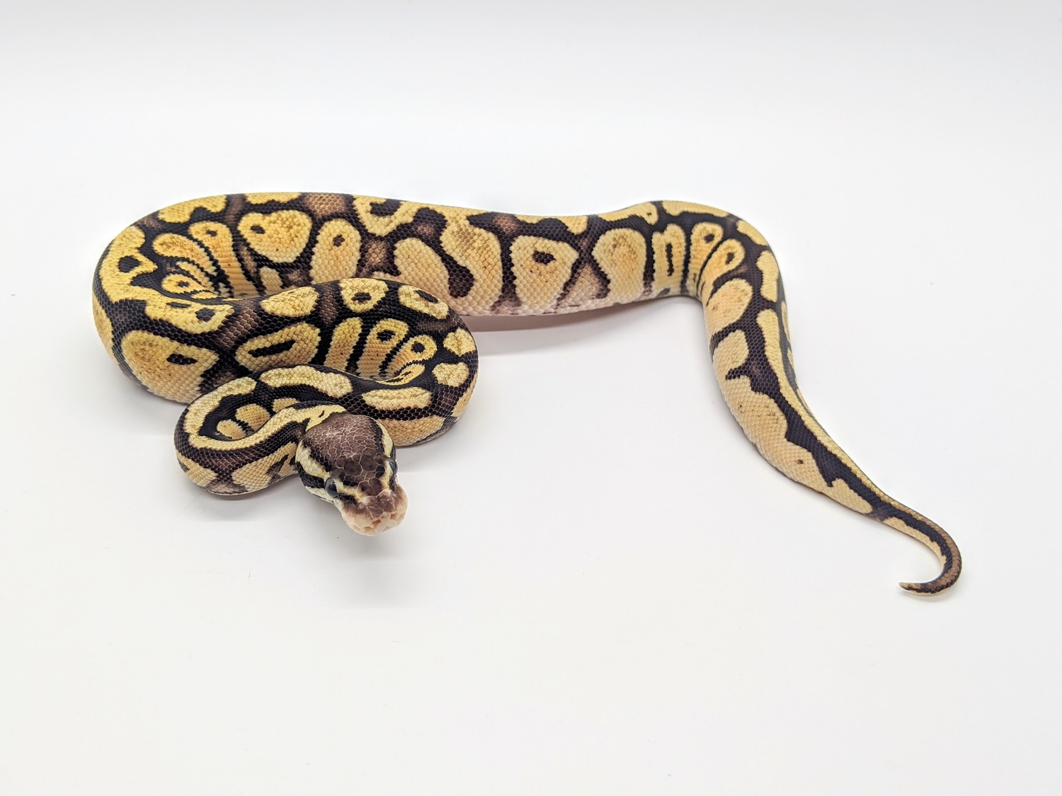 Firefly Ball Python by Steve's Morphs - MorphMarket