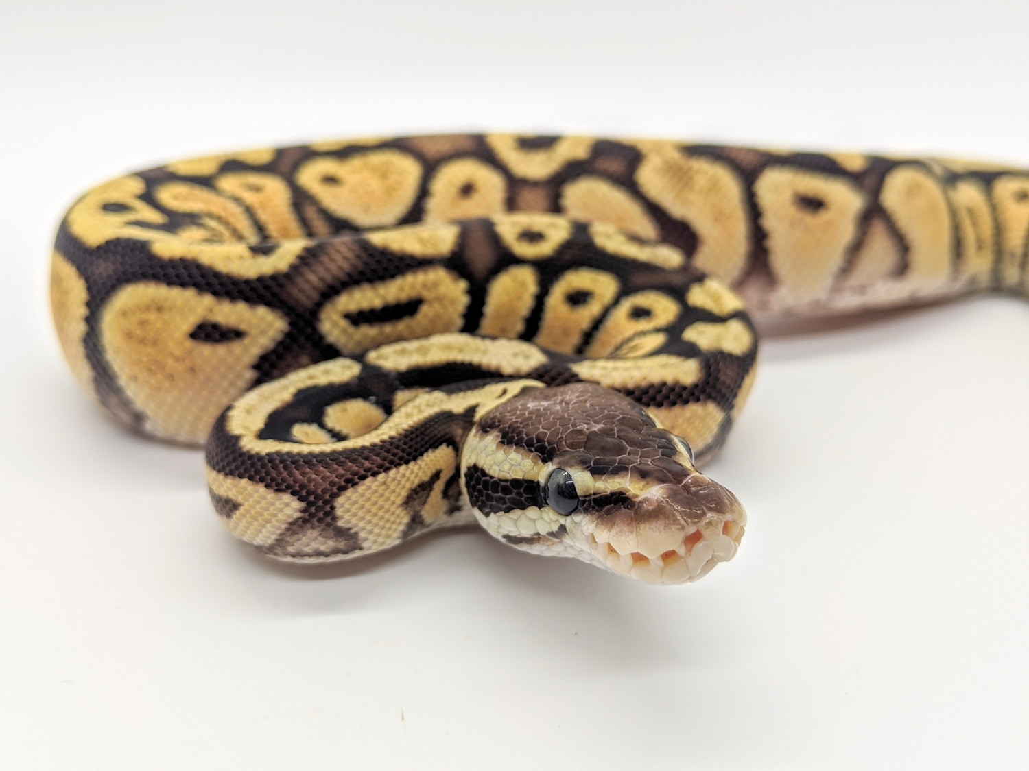 Firefly Ball Python by Steve's Morphs - MorphMarket