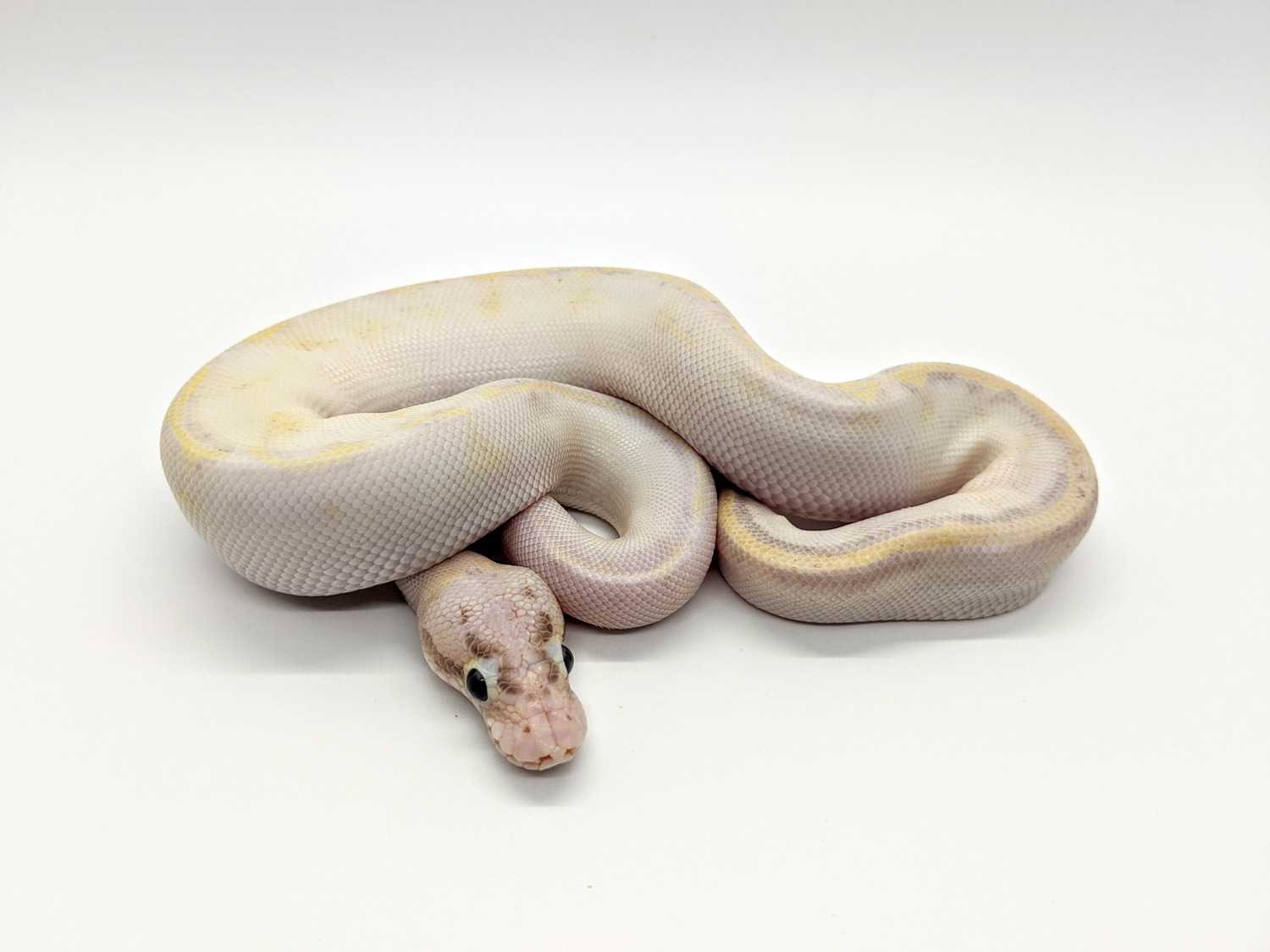 Pastel Ivory Ball Python by Steve's Morphs - MorphMarket