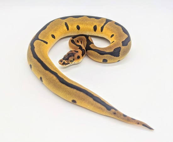Enchi Blade Leopard Clown Ball Python by Steve's Morphs
