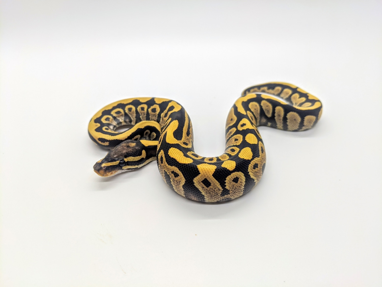 Yellowbelly Desert Ghost Ball Python by Steve's Morphs - MorphMarket