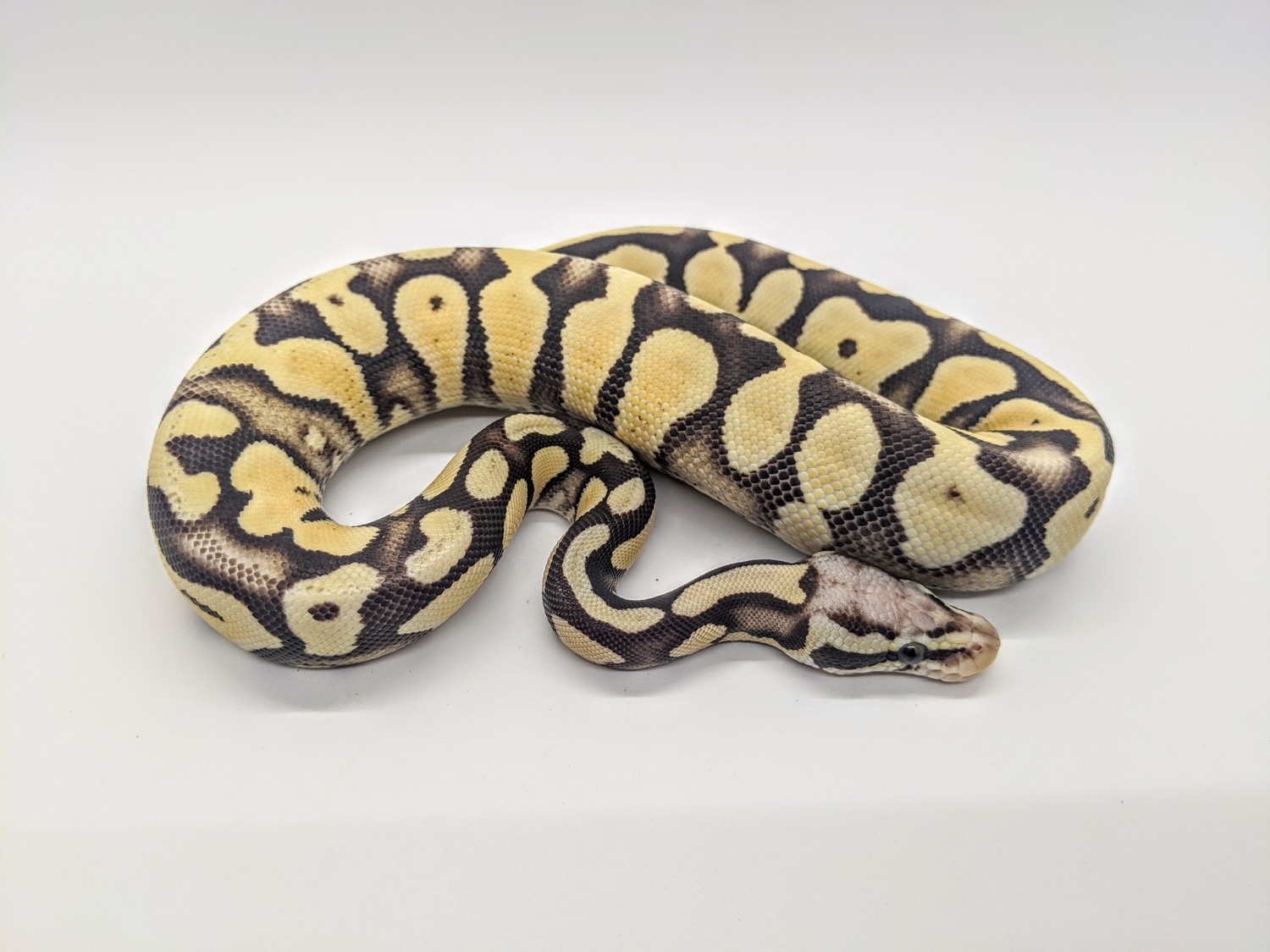 Pastel Yellowbelly Desert Ghost Ball Python by Steve's Morphs - MorphMarket
