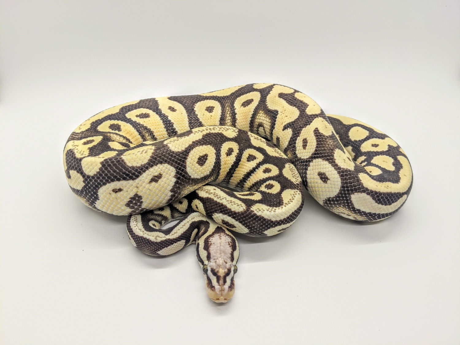 Pastel Yellowbelly Desert Ghost Ball Python by Steve's Morphs - MorphMarket