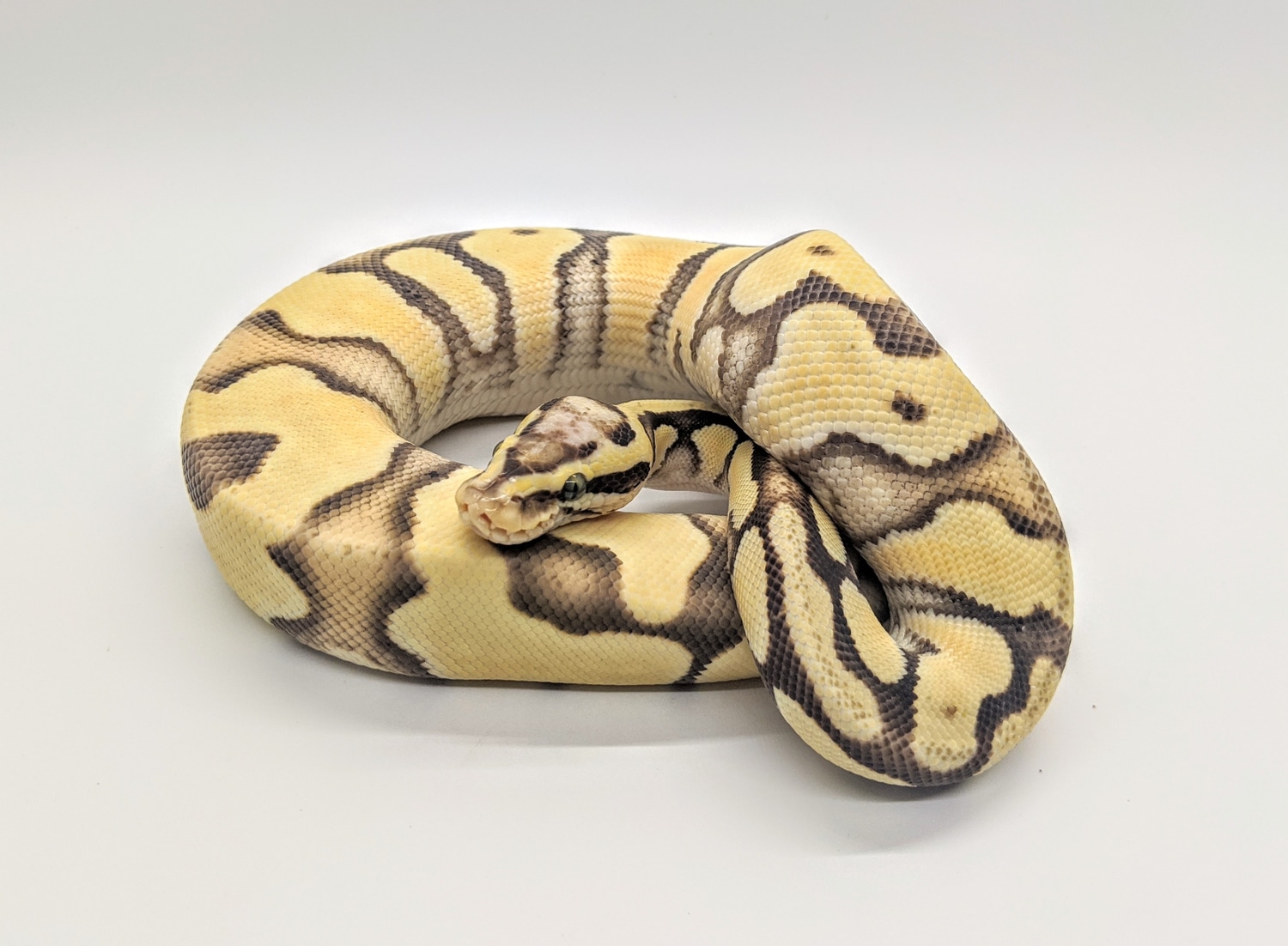 Pastel Enchi Desert Ghost Ball Python by Steve's Morphs - MorphMarket