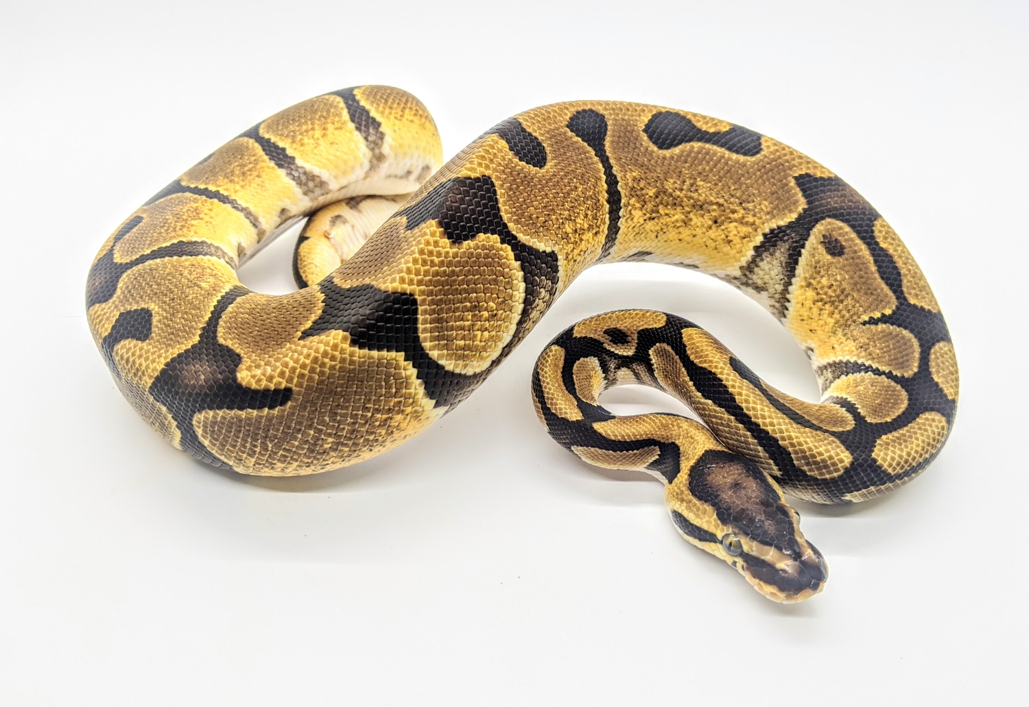 Enchi Blade Het Clown Het Pied Ball Python by Steve's Morphs - MorphMarket