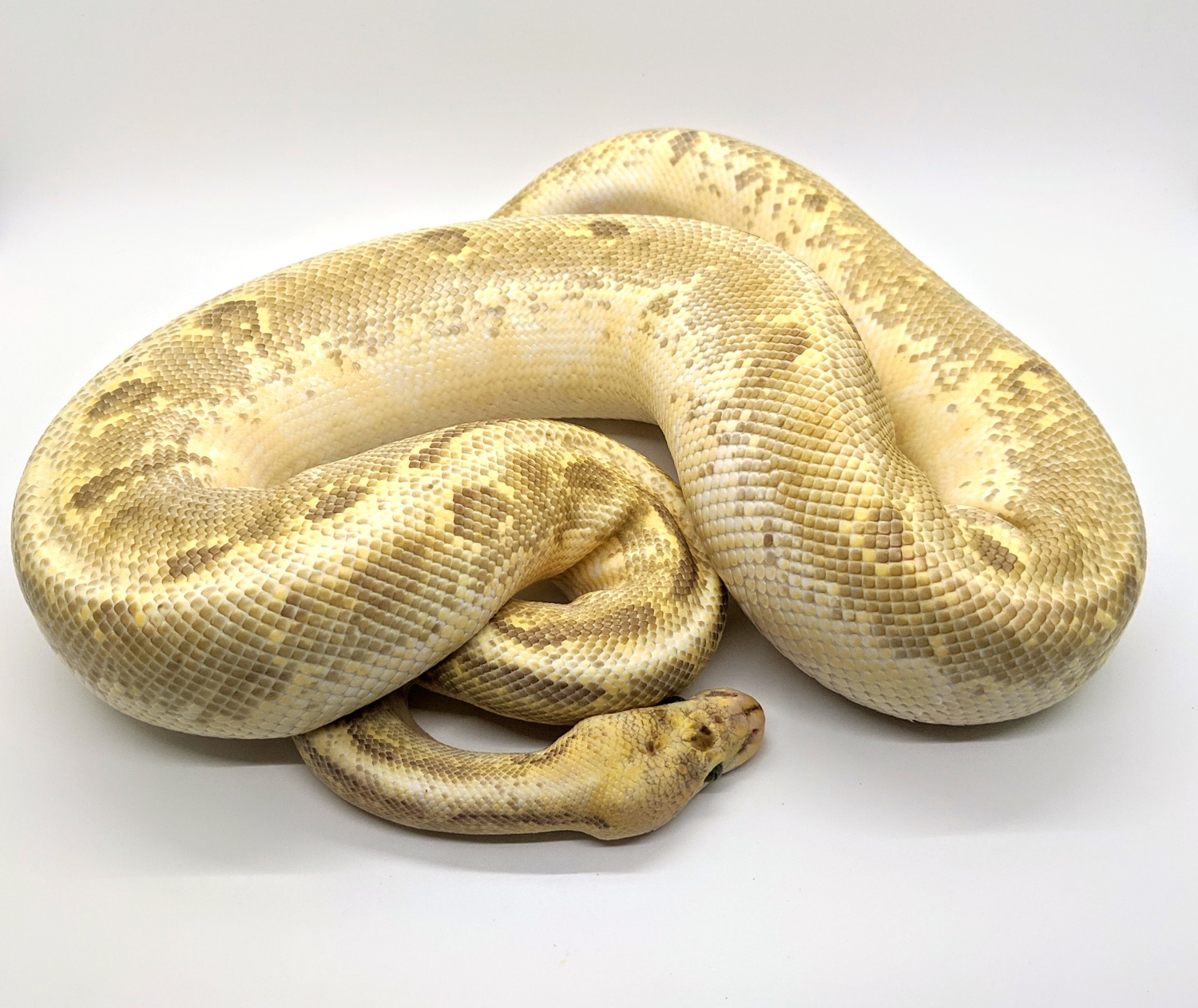 Enchi Spider Fire Super Stripe Ball Python by Steve's Morphs - MorphMarket